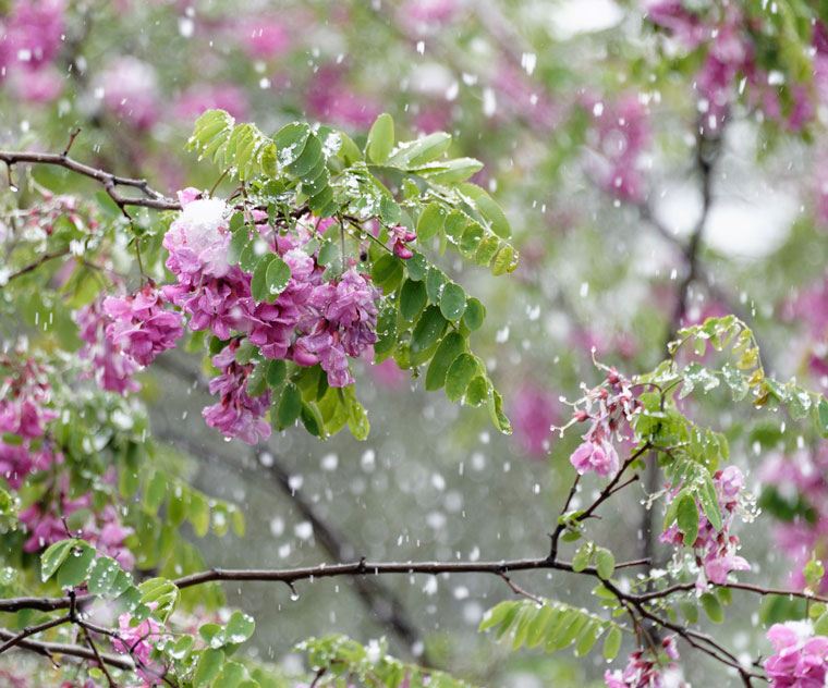 Spring rain, cold temps dampen May flowers - Idyllwild Town Crier