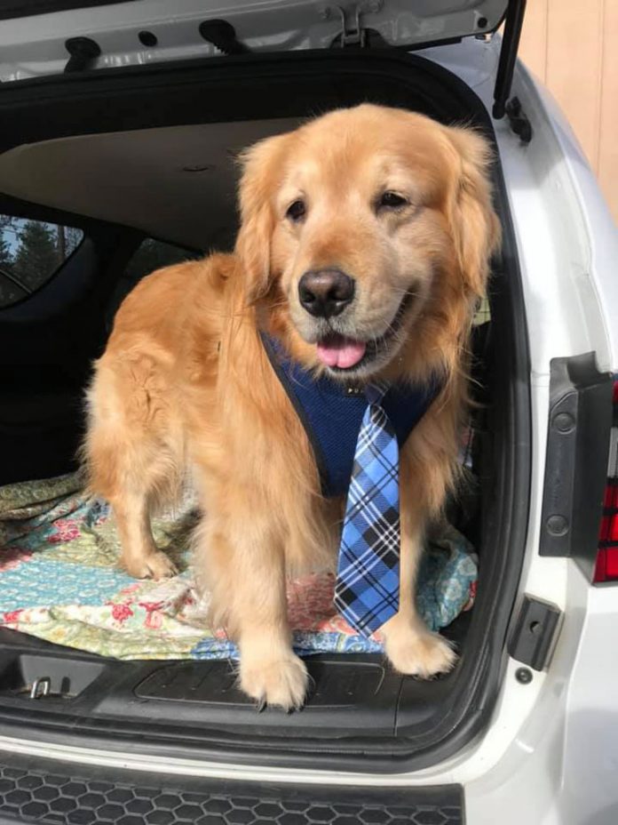 Mayor Max in good health - Idyllwild Town Crier